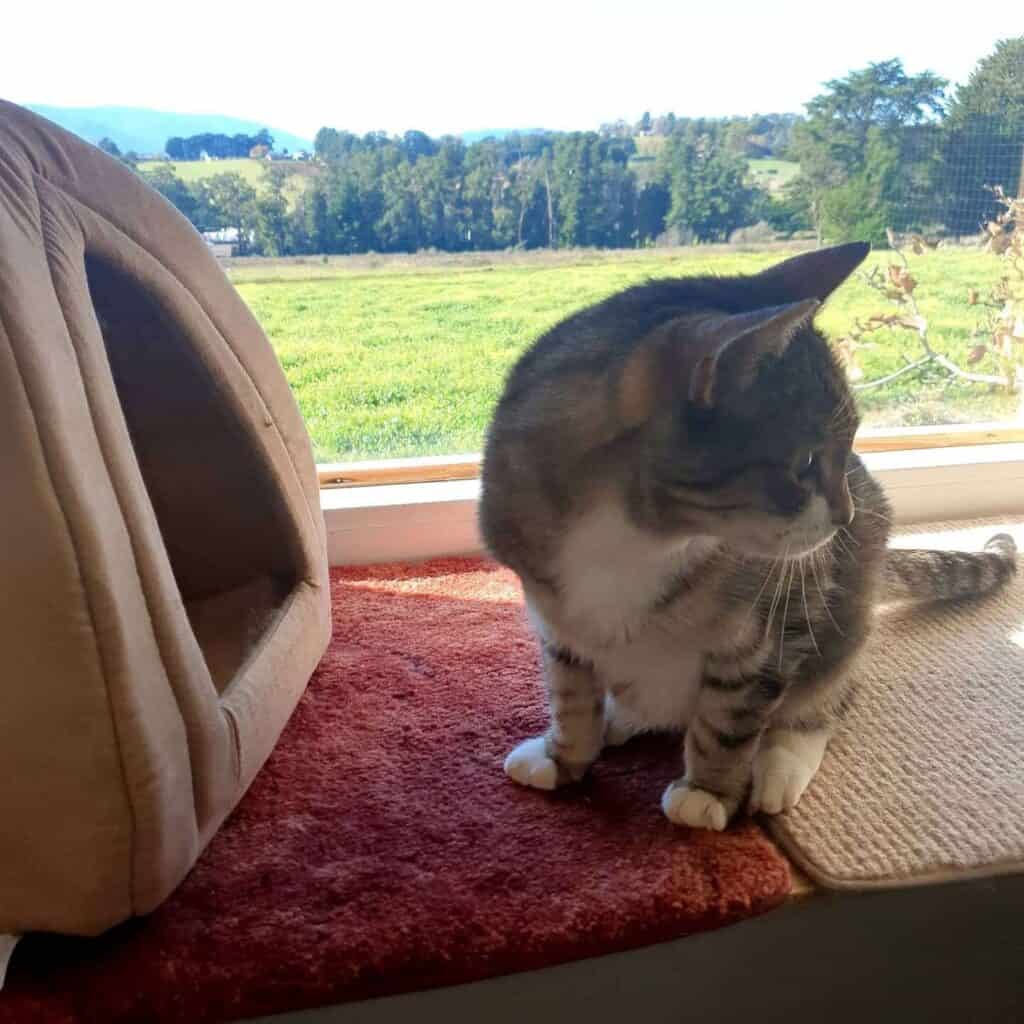 Safe Secure Boarding Cattery Silvan | Wandin Valley Cattery